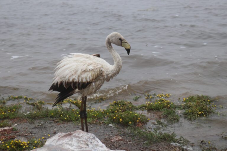 Parihuana rescatada en Sachaca regresa a su hábitat natural – Diario El ...